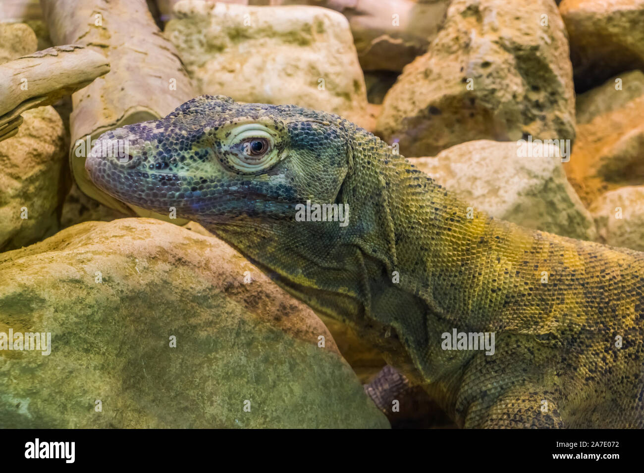 closeup of the face of a komodo dragon, tropical lizard from Indonesia ...