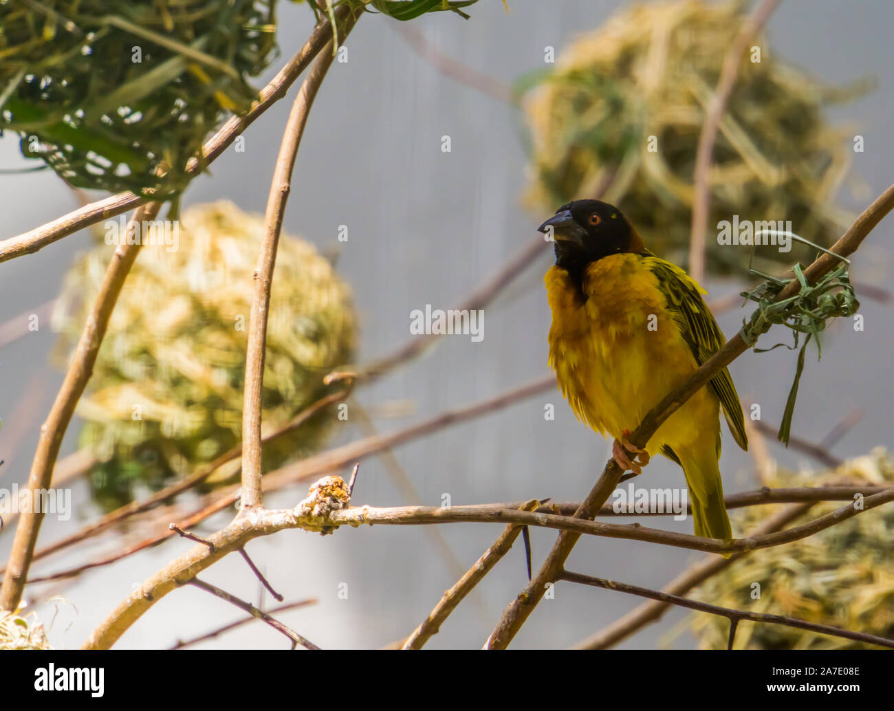 closeup of a black headed weaver sitting on a tree branch, tropical ...