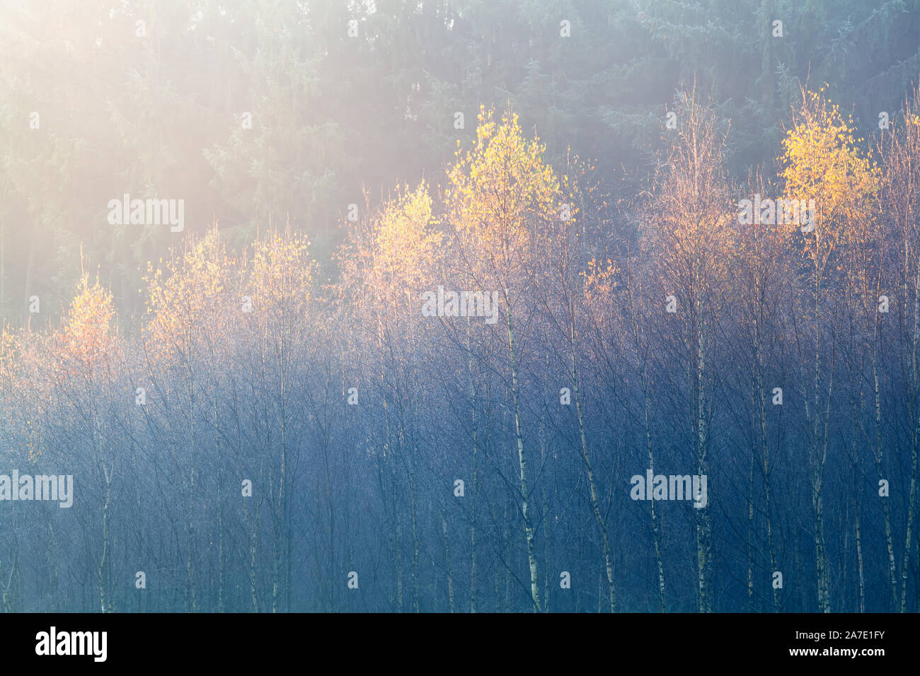 orange birch fall trees in sunlight Stock Photo - Alamy