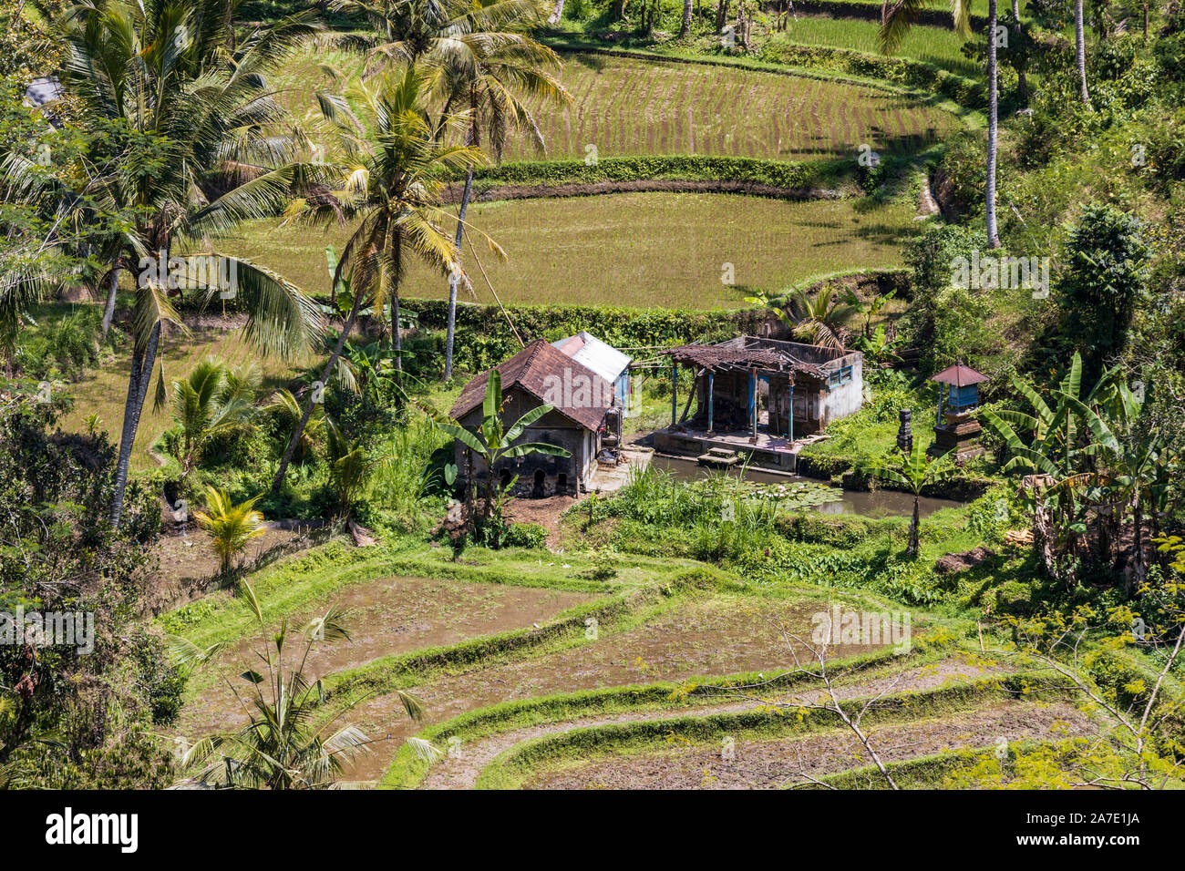 Rice terraces with small farm buildings in Eastern Bali, Bali ...