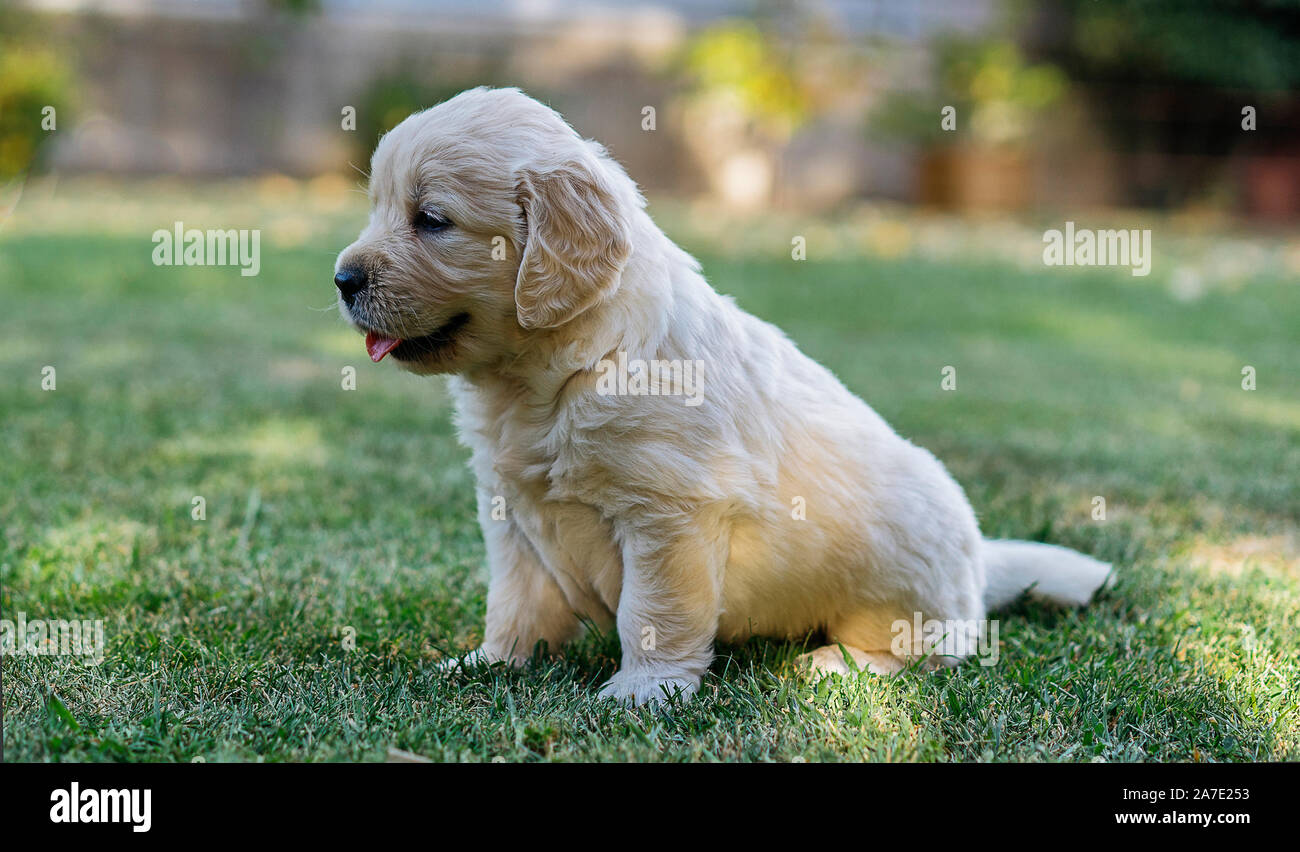 Golden retriever cub hi-res stock photography and images - Alamy