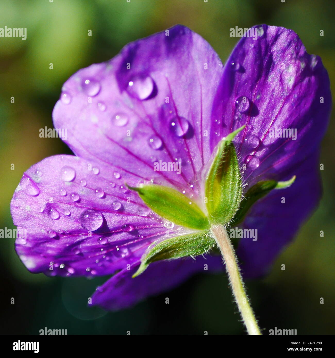 Closeup of the back of a blue / purple hardy geranium rozanne flower ...