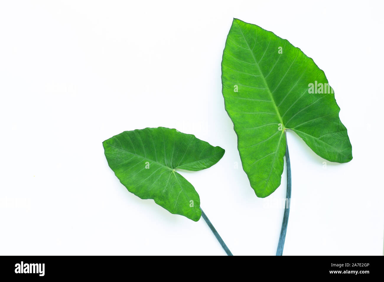 Taro leaves hi-res stock photography and images - Alamy