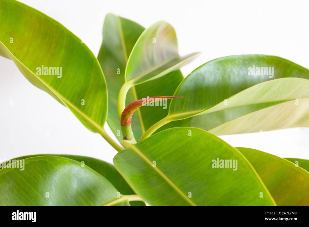 Green rubber plant leaves on white background Stock Photo - Alamy