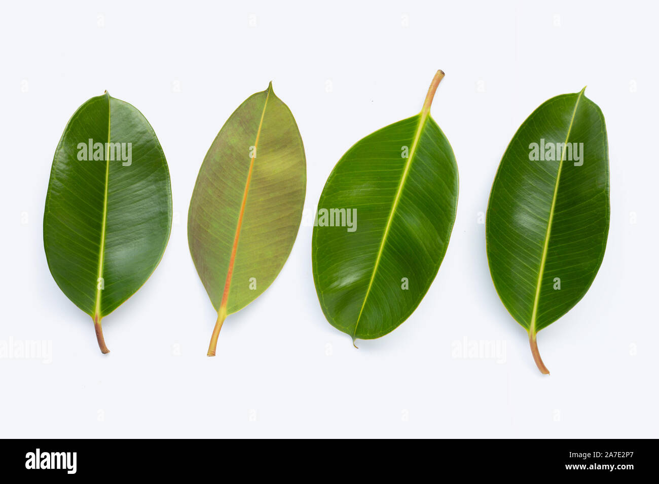 Rubber plant leaves on white background. Top view Stock Photo - Alamy