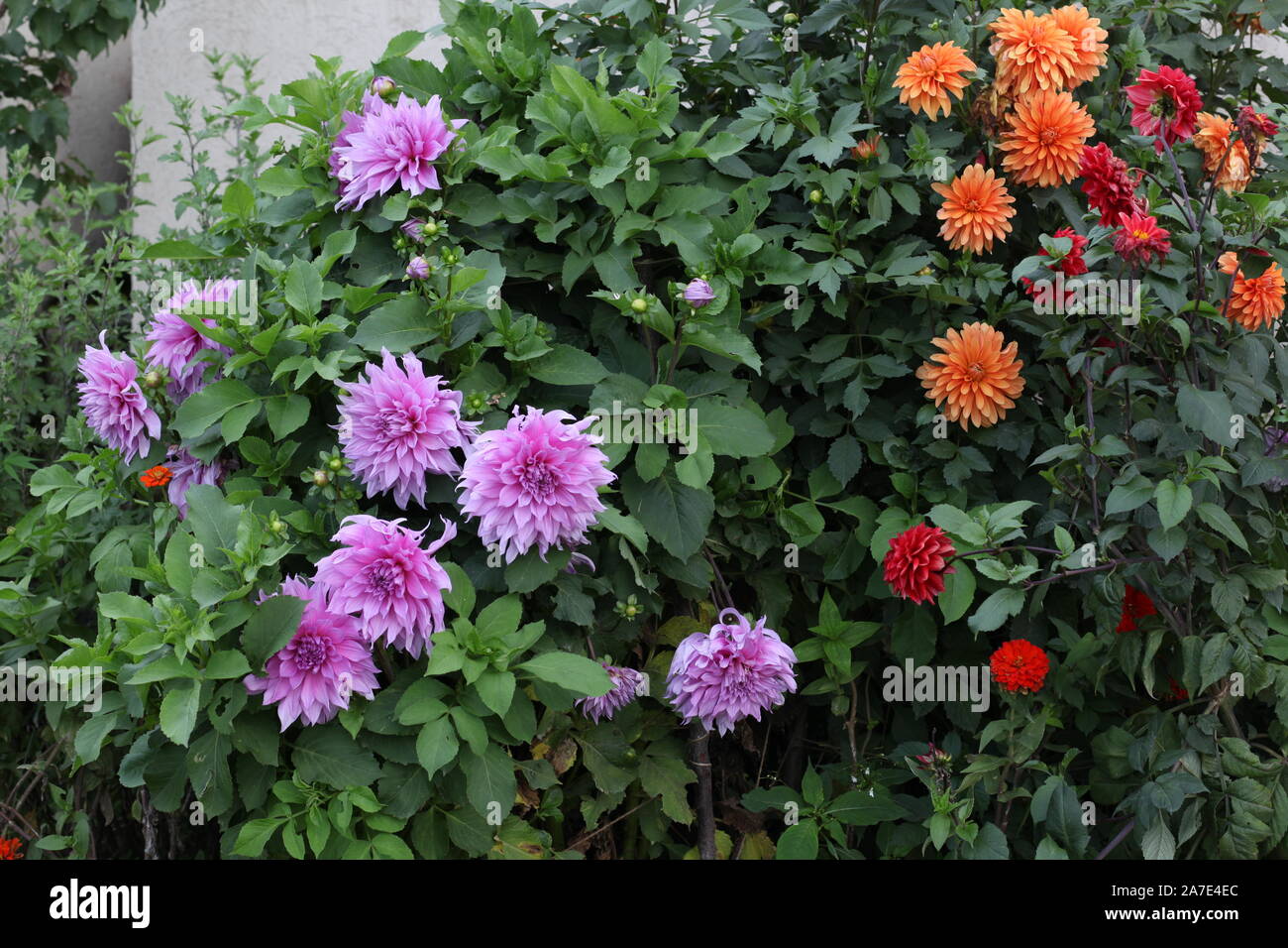 Red purple flower combination hi-res stock photography and images - Alamy