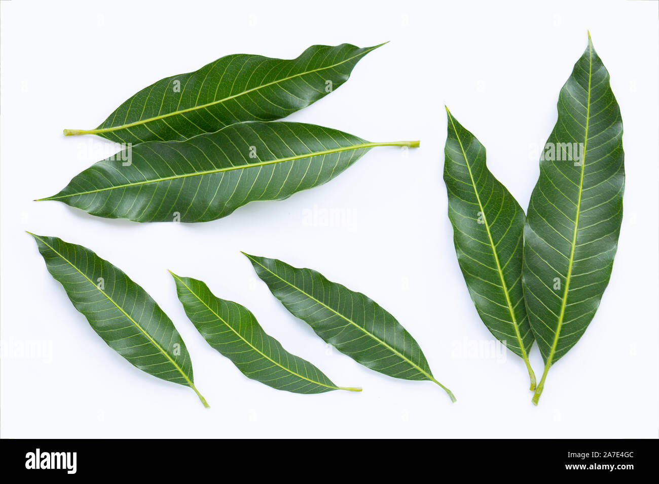 Top view of mango leaves on white background Stock Photo - Alamy