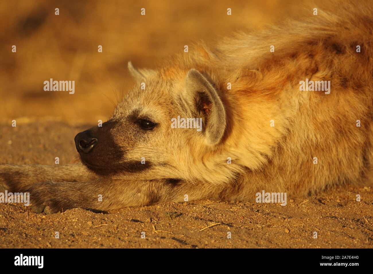 Hyena waterhole hi-res stock photography and images - Alamy