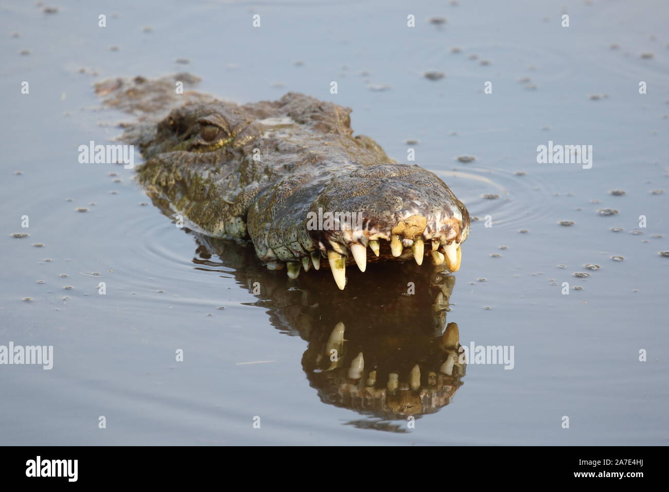 CROCODILE MOUTH OPEN Stock Photo - Alamy