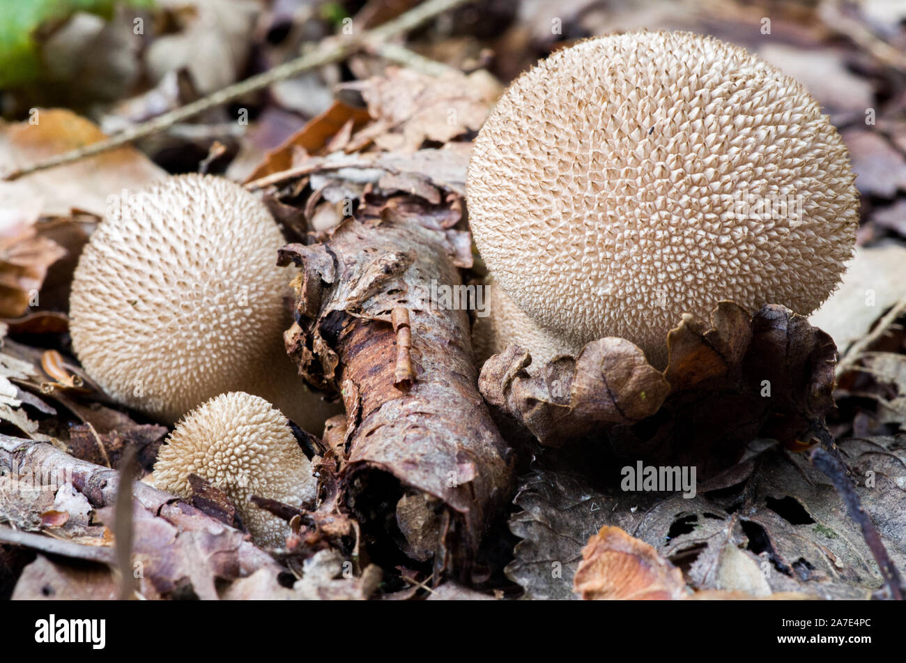 Brown and buff mushroom hi-res stock photography and images - Alamy