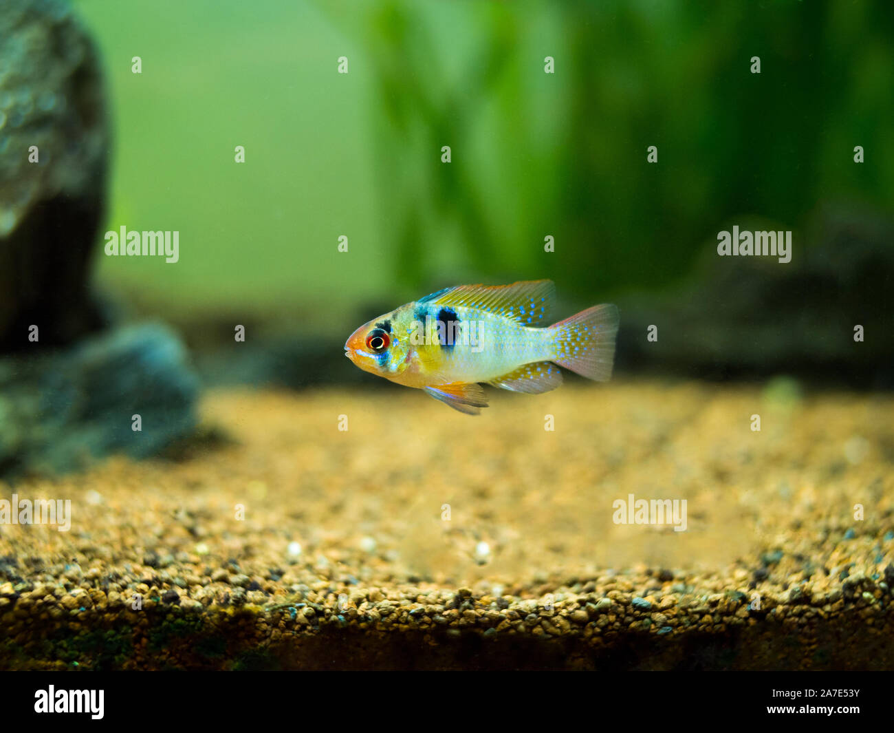 ram cichlid (Mikrogeophagus ramirezi) in a fish tank Stock Photo - Alamy