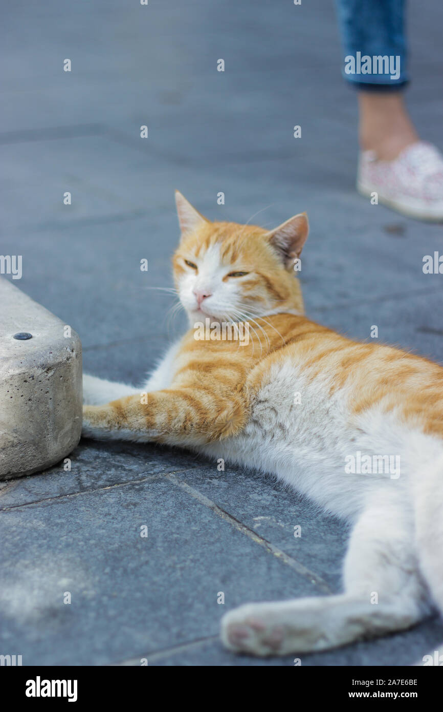 Ginger Cat lying on the street and falling asleep. Cute kitty, street ...