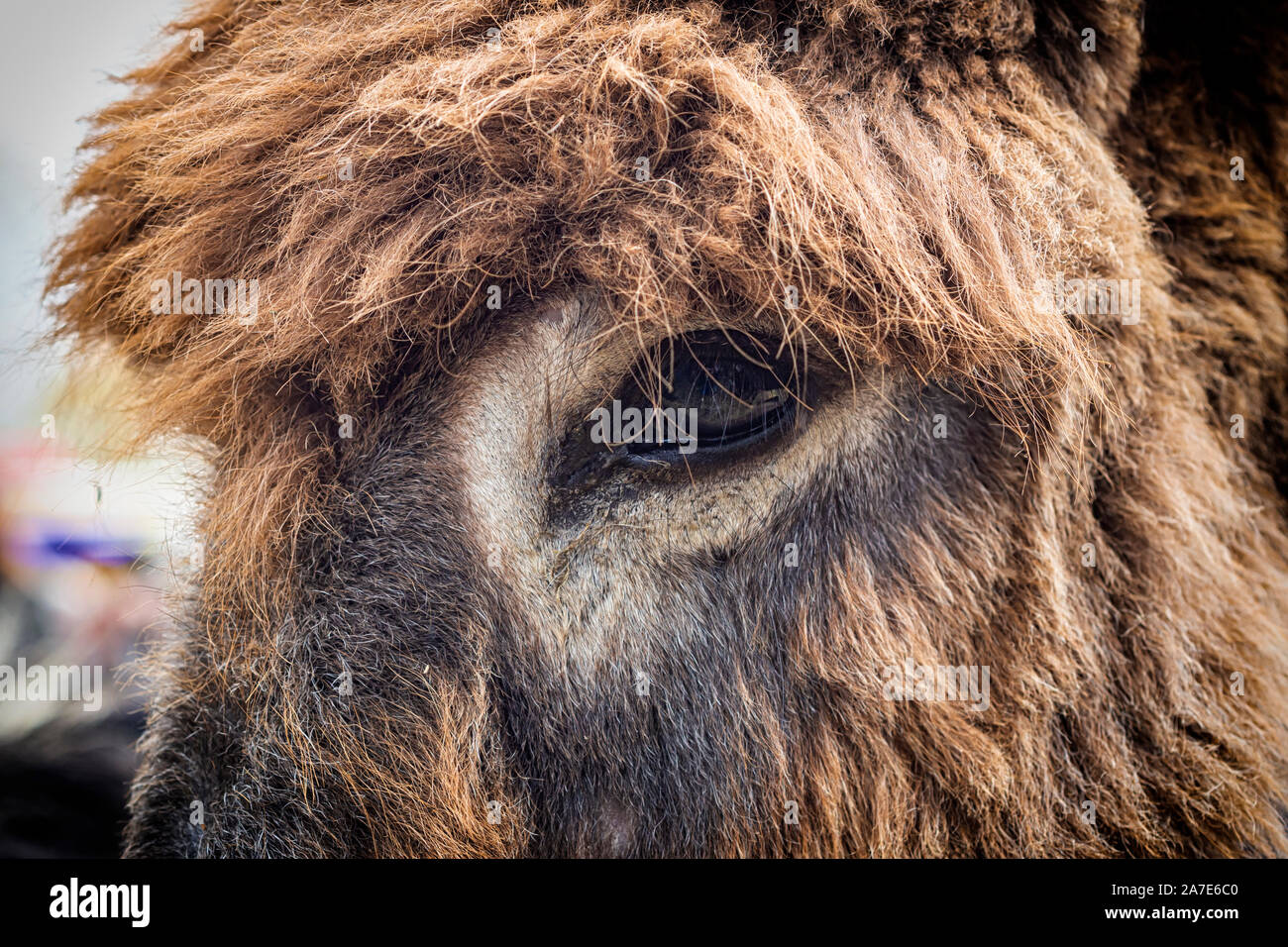 Close up of a donkey eye Stock Photo - Alamy