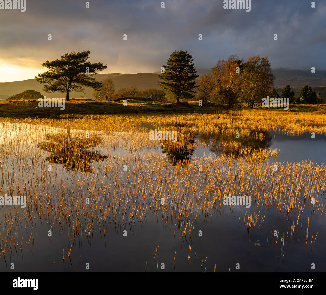 Strong golden light illuminates the landscape of Kelly Hall Tarn near ...