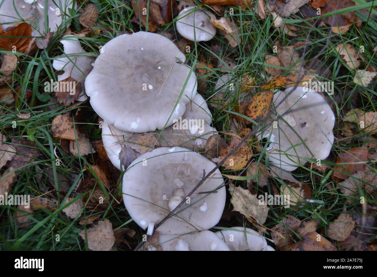 Curved line of toadstools between trees in grounds of Crawford Priory ...