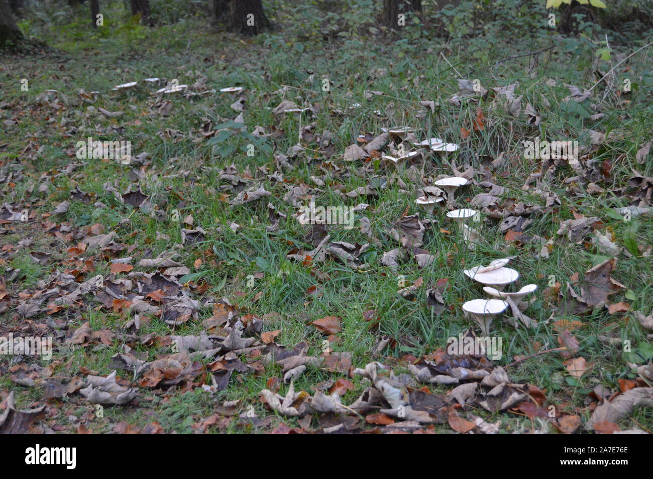Curved line of toadstools in grounds of Crawford Priory, Fife ...