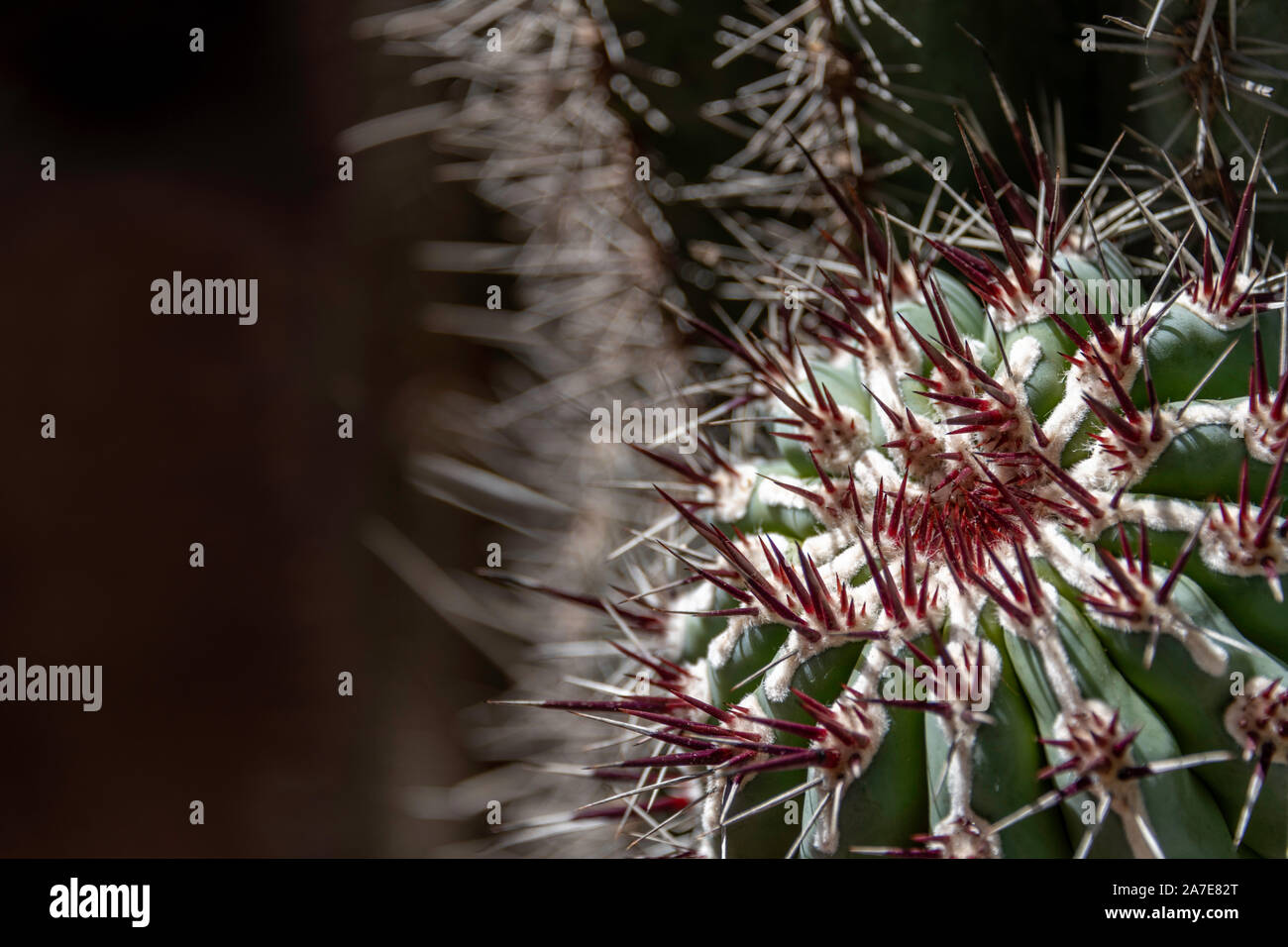 Red spine cactus hi-res stock photography and images - Alamy