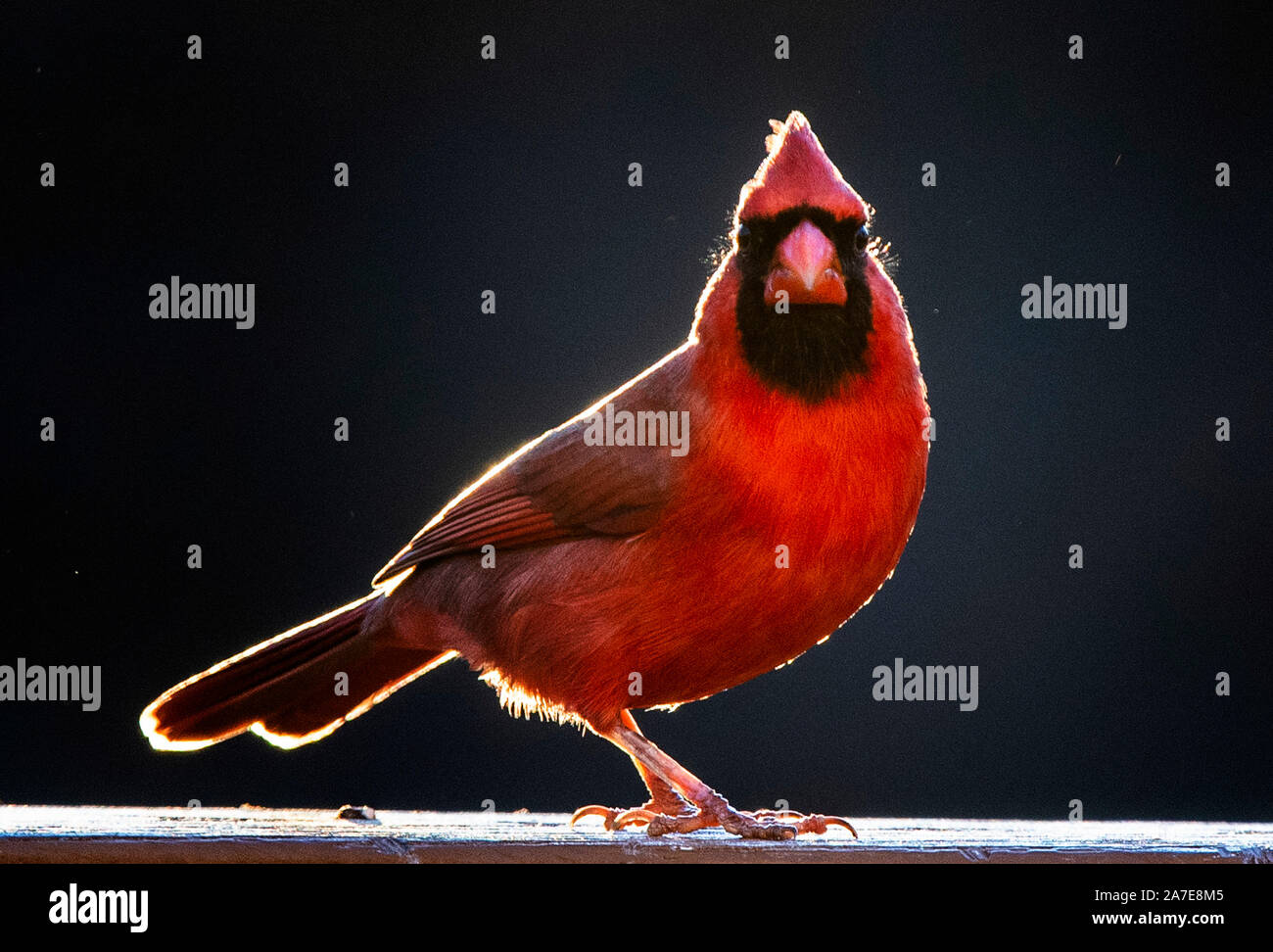 Rim lighting hi-res stock photography and images - Alamy