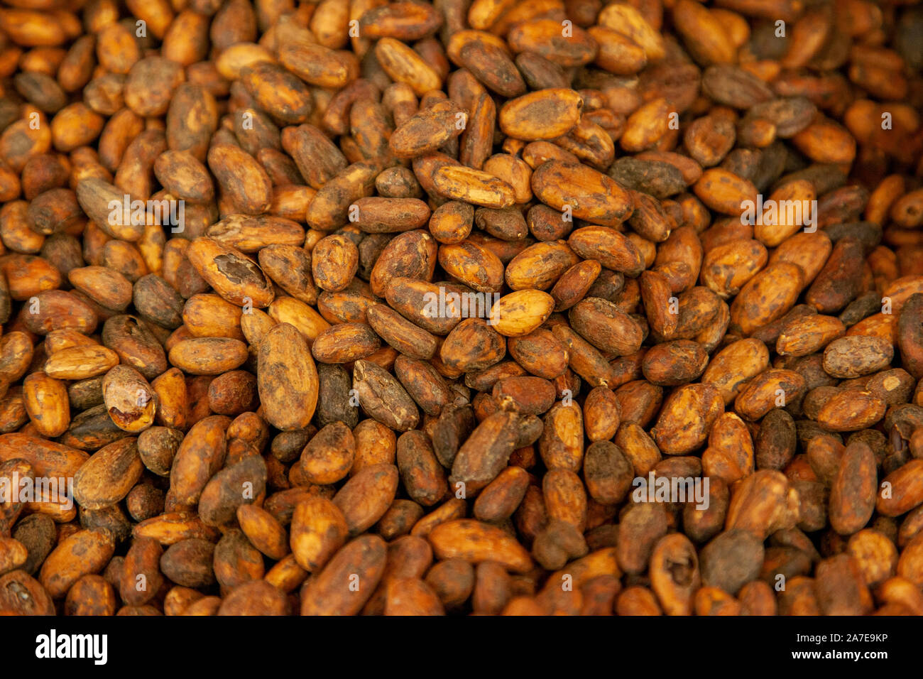 Cacao beans dry hi-res stock photography and images - Alamy