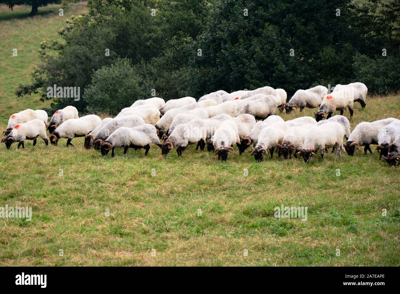 Many goats hi-res stock photography and images - Alamy