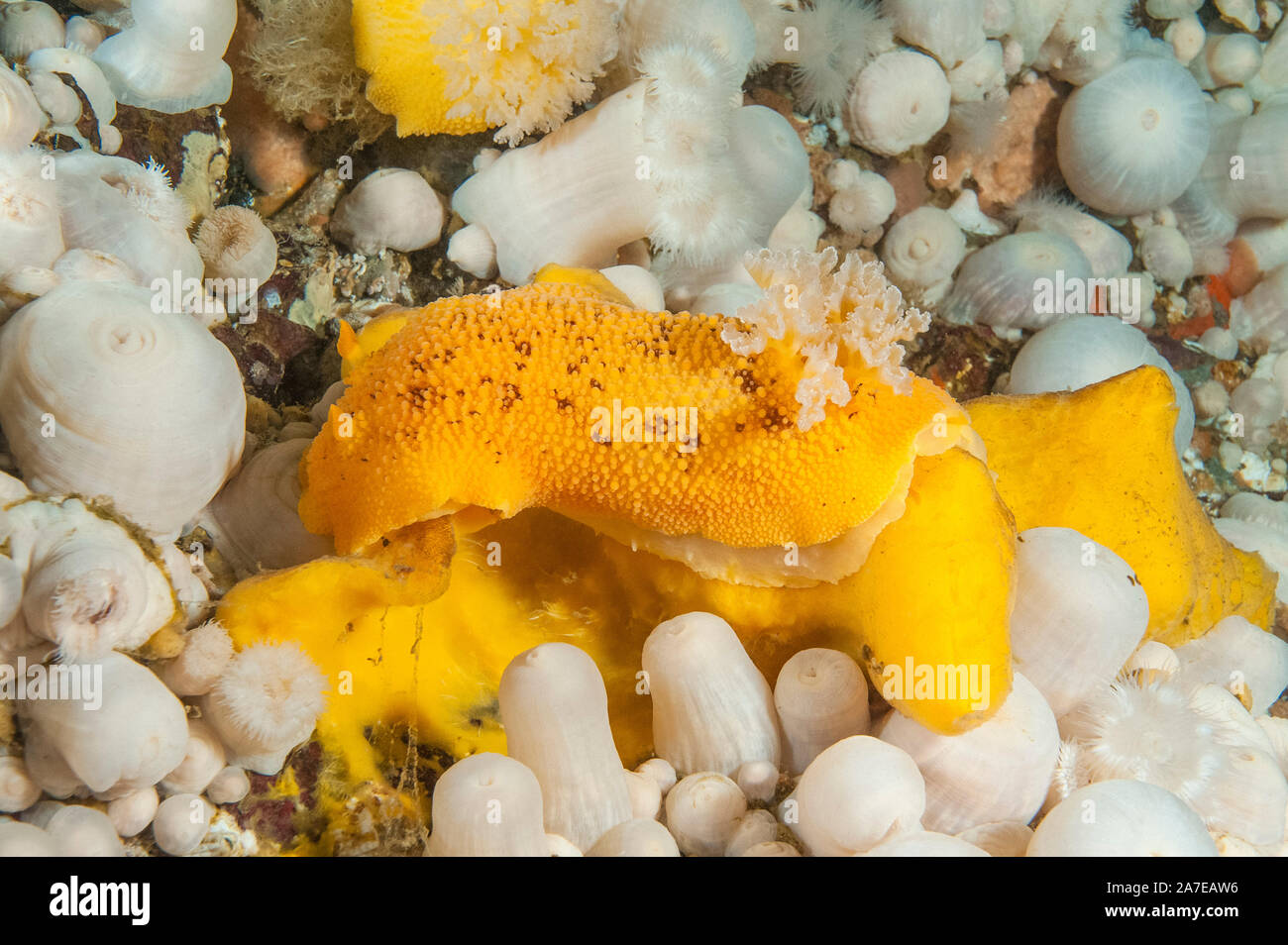 Frilled nudibranch hi-res stock photography and images - Alamy