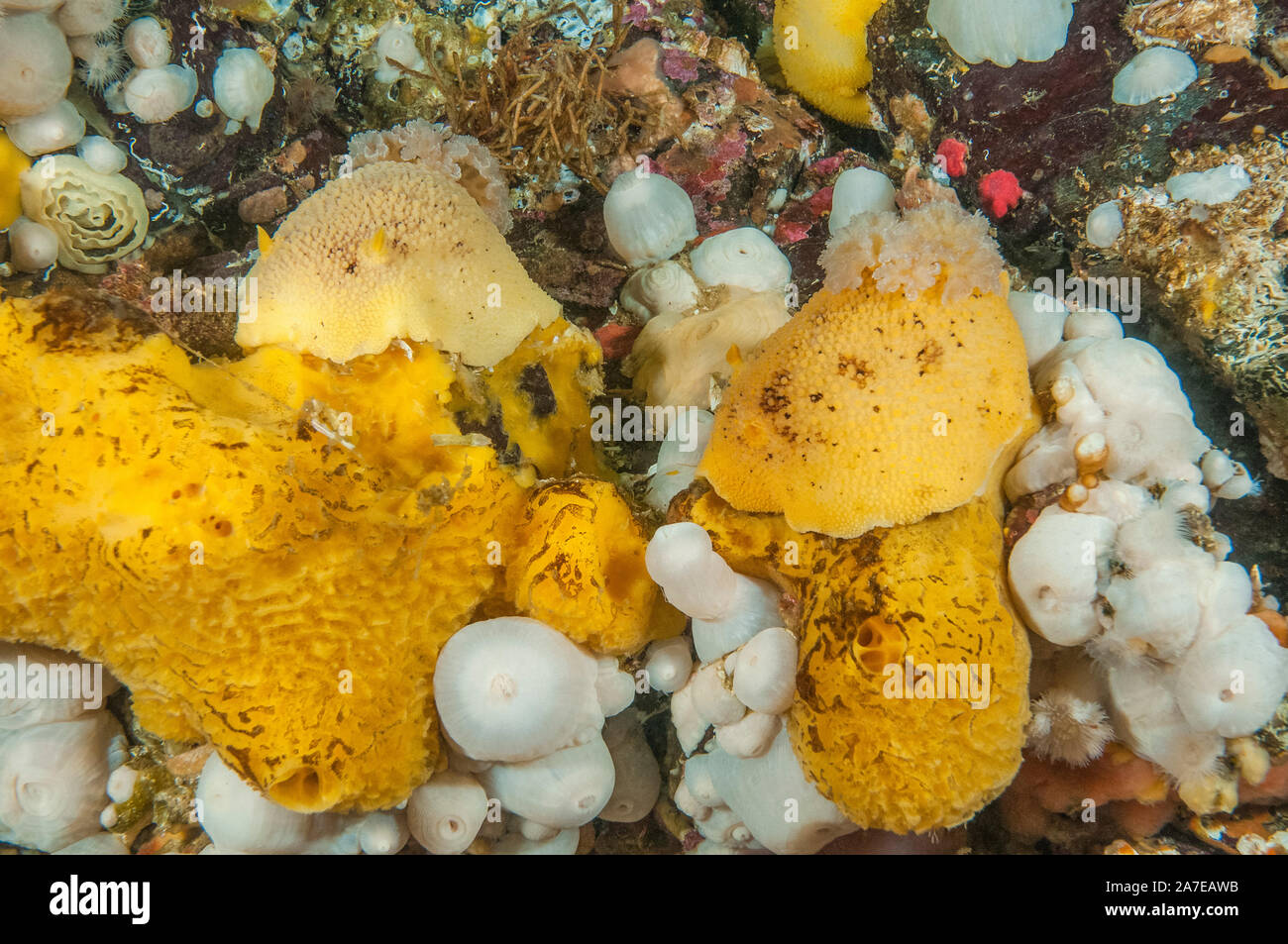 Sea anemone eating hi-res stock photography and images - Alamy
