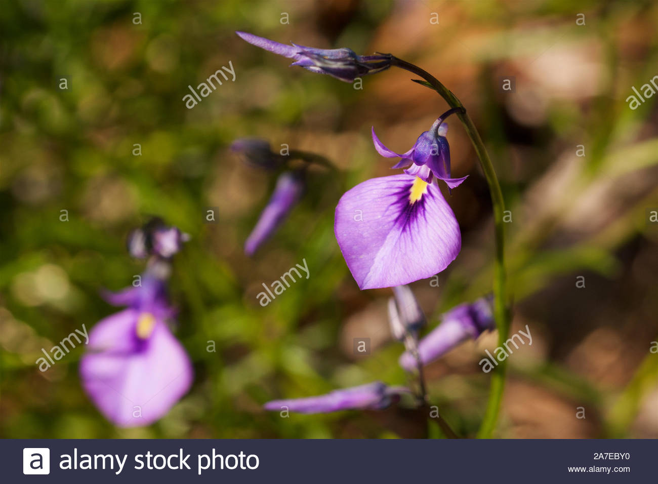 Western Australia Wildflower High Resolution Stock Photography and ...