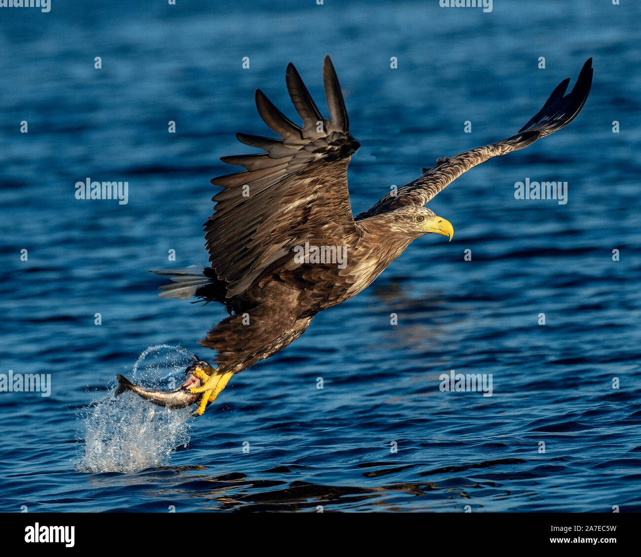 Flying With Prey In The Claws High Resolution Stock Photography and ...