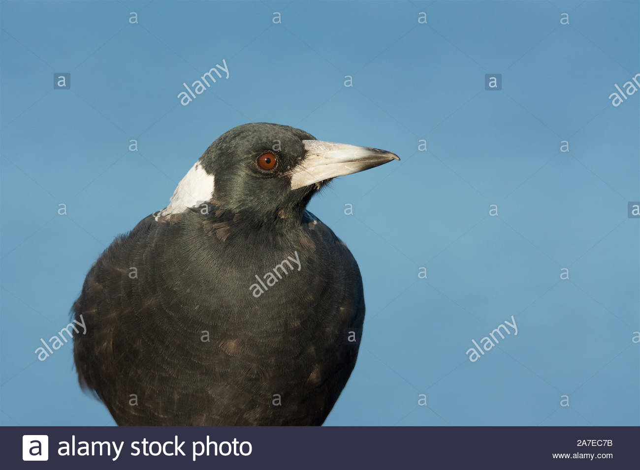 Juvenile Australian Magpie High Resolution Stock Photography and Images ...