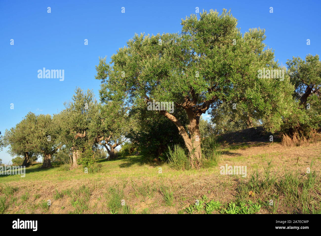 Olive groves in the countryside of southern Italy Stock Photo - Alamy
