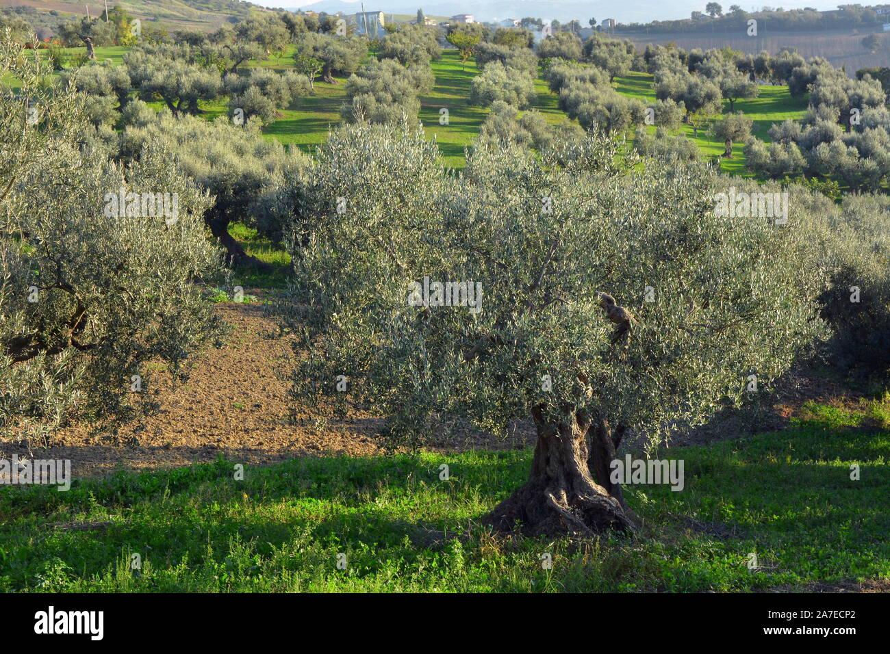 Olive groves in the countryside of southern Italy Stock Photo - Alamy
