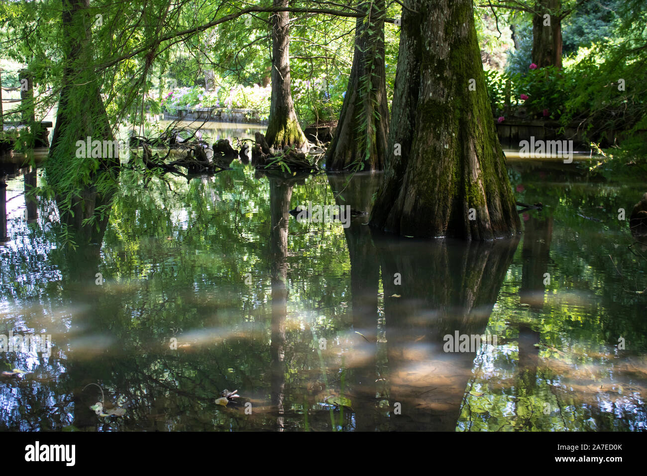 Natural landscape Water Stream flowing through lush bright green forest ...