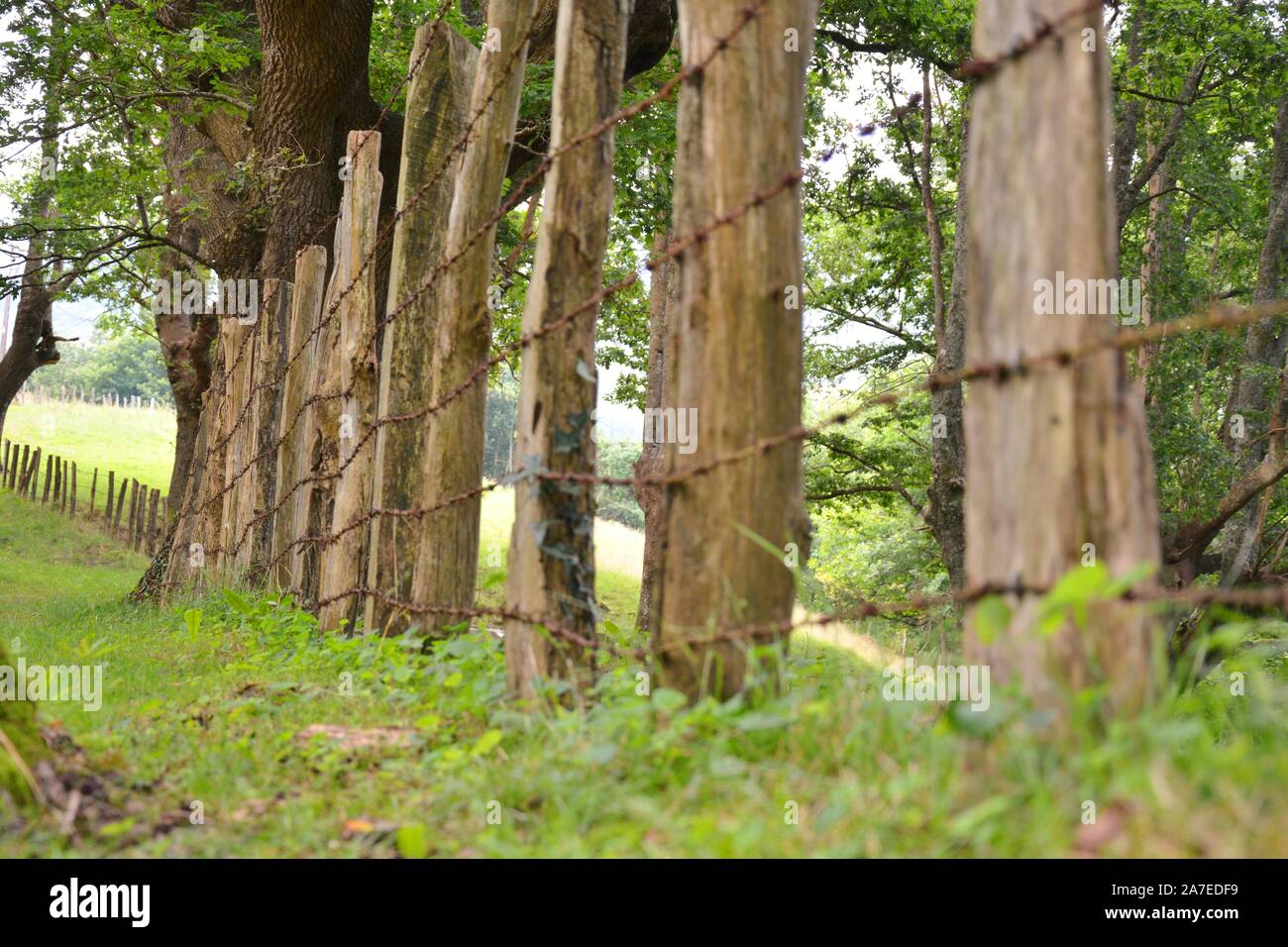 Tree barbed wire trunk hi-res stock photography and images - Alamy