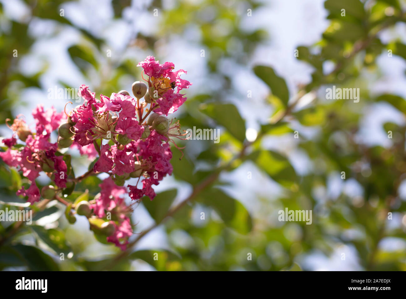 Close-up of the flowers of Lagerstroemia tree. Low depth of field Stock ...