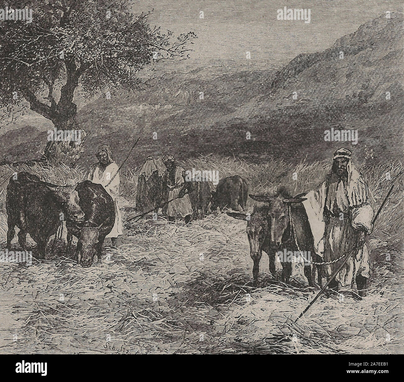 Threshing Floor at Yebna, Palestine, circa 1880 Stock Photo - Alamy