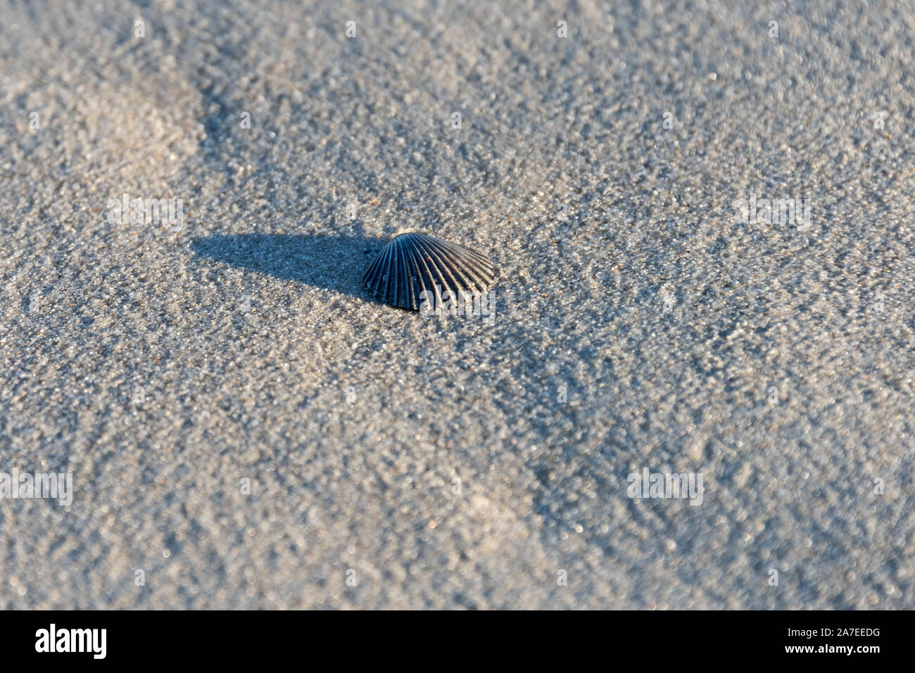 Scallop shell on the sand, Ocean City, New Jersey Stock Photo - Alamy