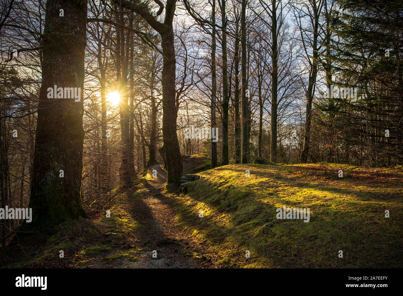 Sunshine in a forest Stock Photo - Alamy