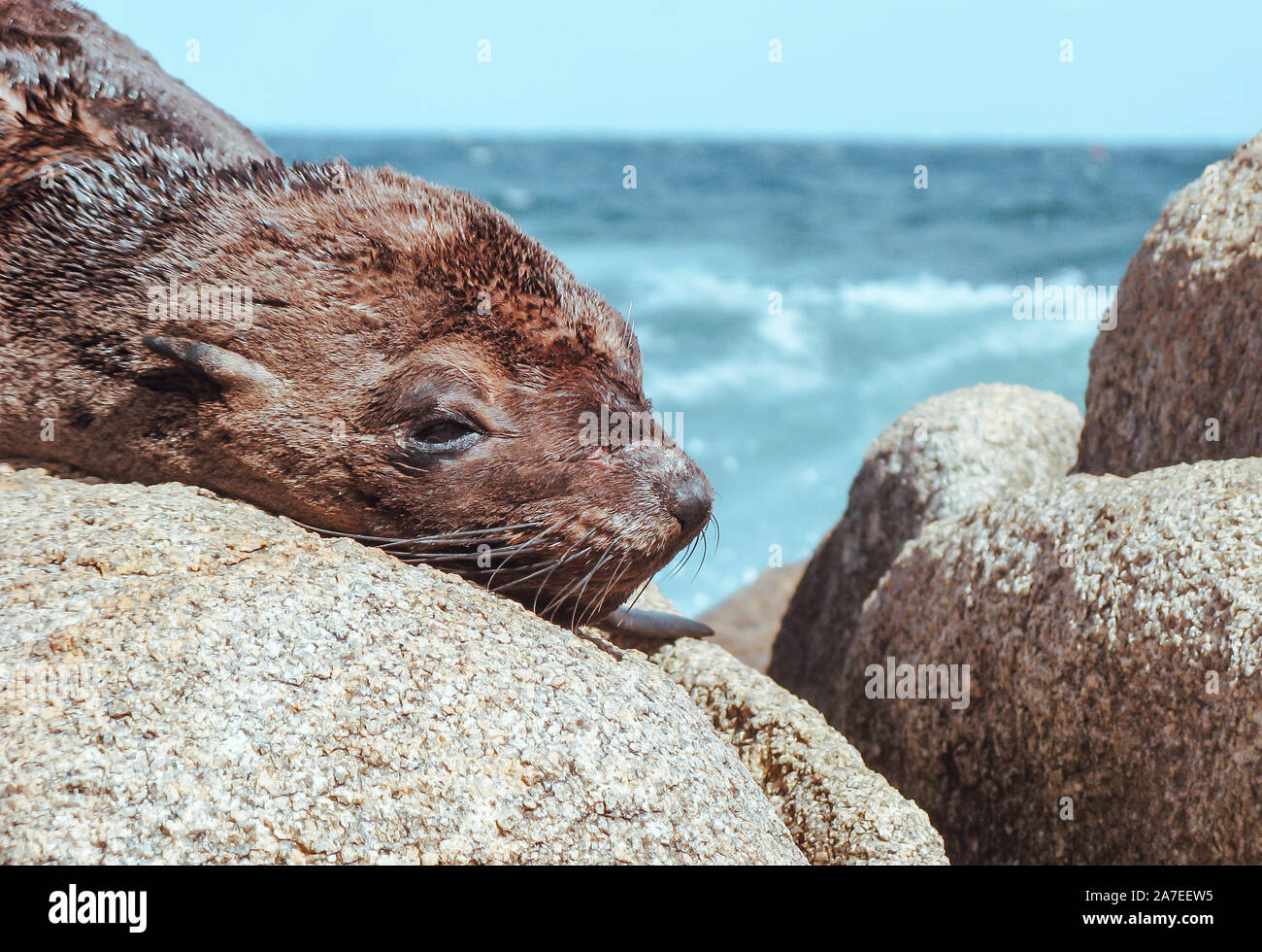 Baby seal on rocks hi-res stock photography and images - Alamy
