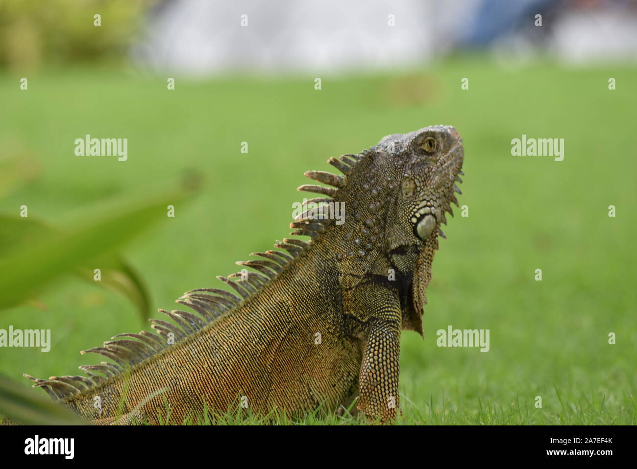 Iguana in the iguanas park in Guayaquil, Ecuador Stock Photo - Alamy