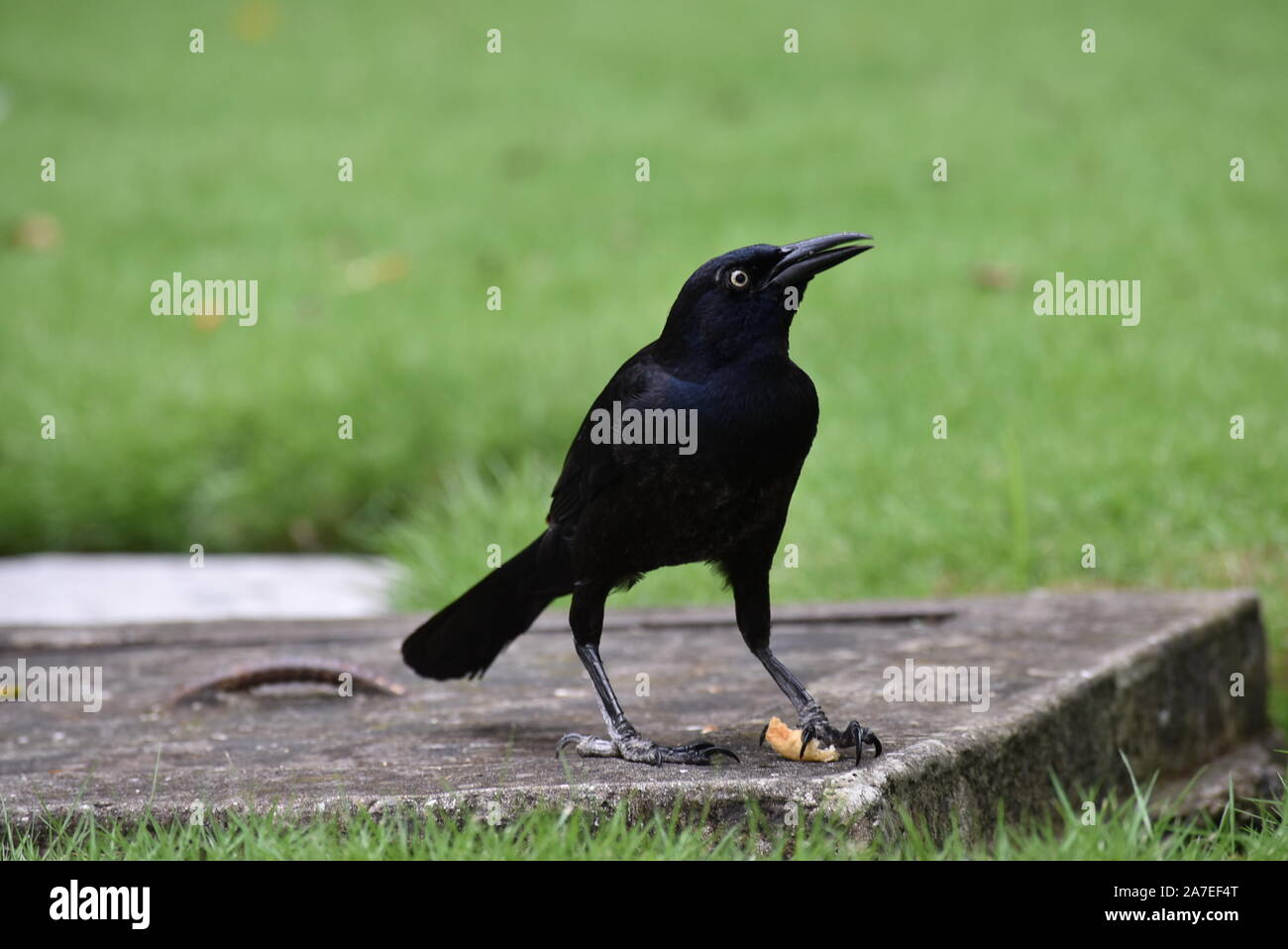 Black bird in Ecuador Stock Photo - Alamy