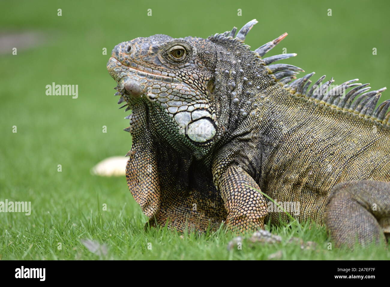 Iguana in the iguanas park in Guayaquil, Ecuador Stock Photo - Alamy