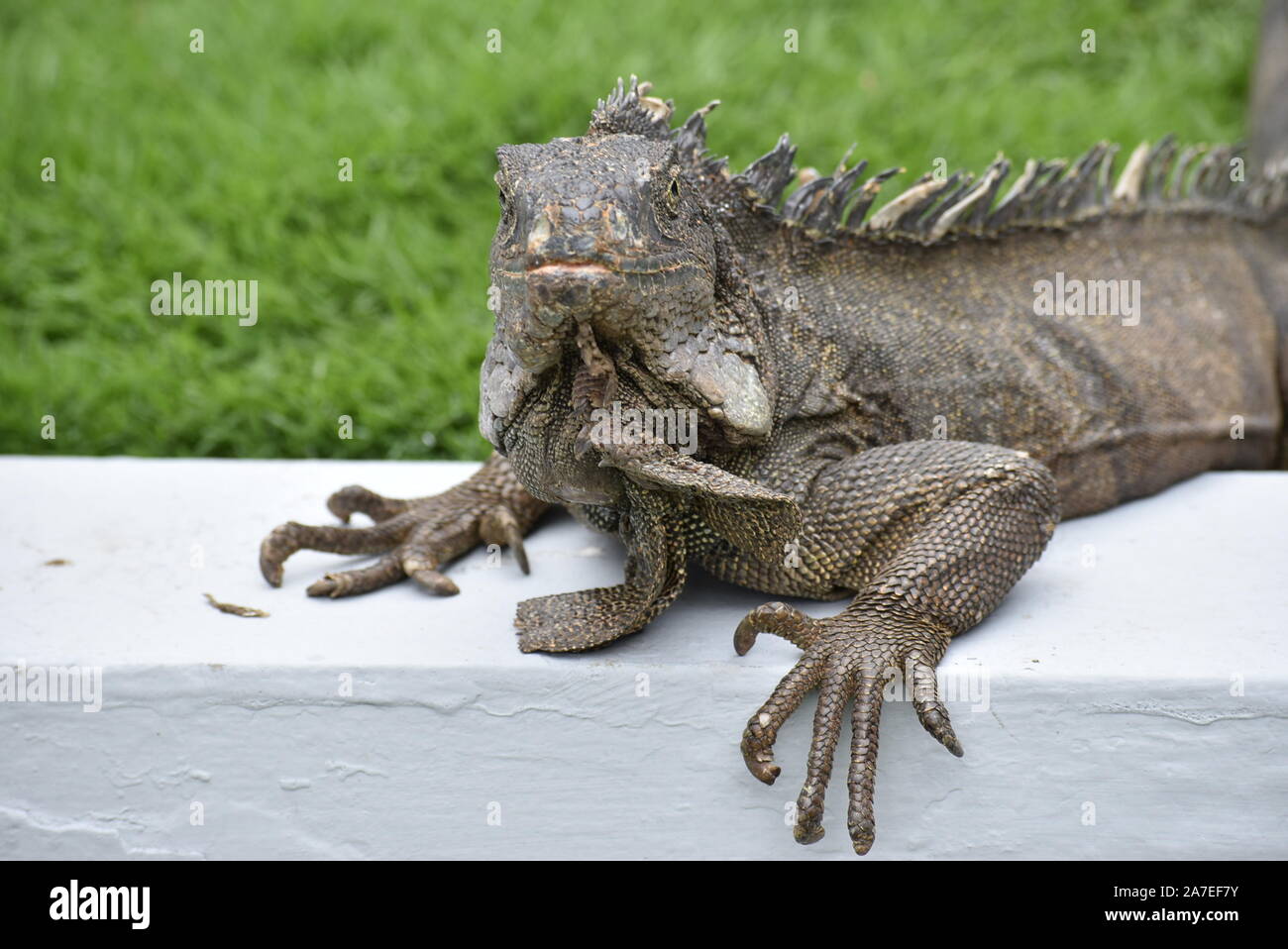 Iguana in the iguanas park in Guayaquil, Ecuador Stock Photo - Alamy