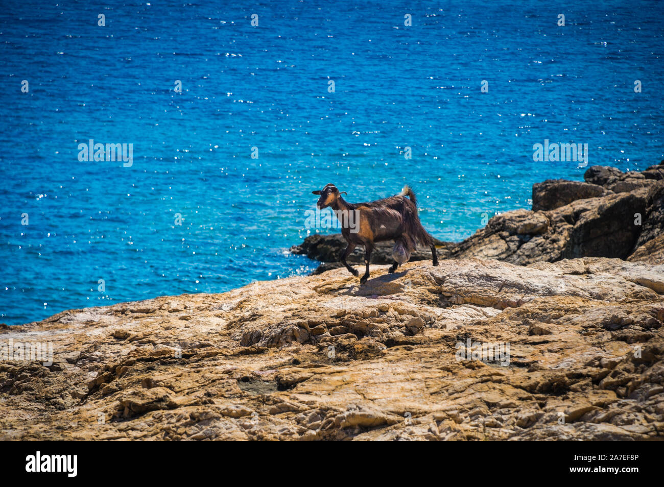 Thassos goat hi-res stock photography and images - Alamy