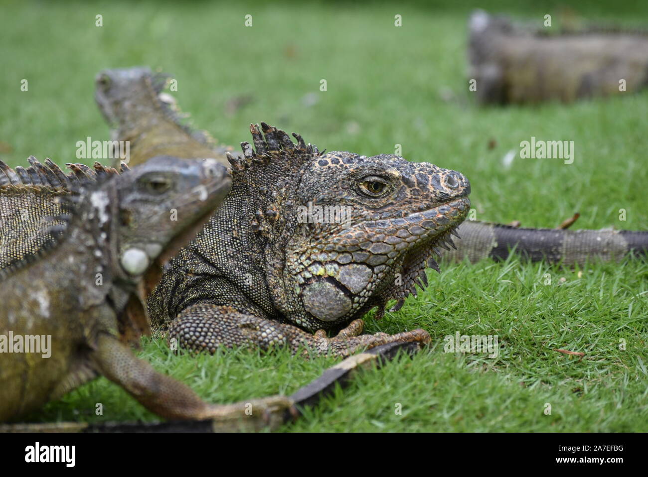 Iguana in the iguanas park in Guayaquil, Ecuador Stock Photo - Alamy