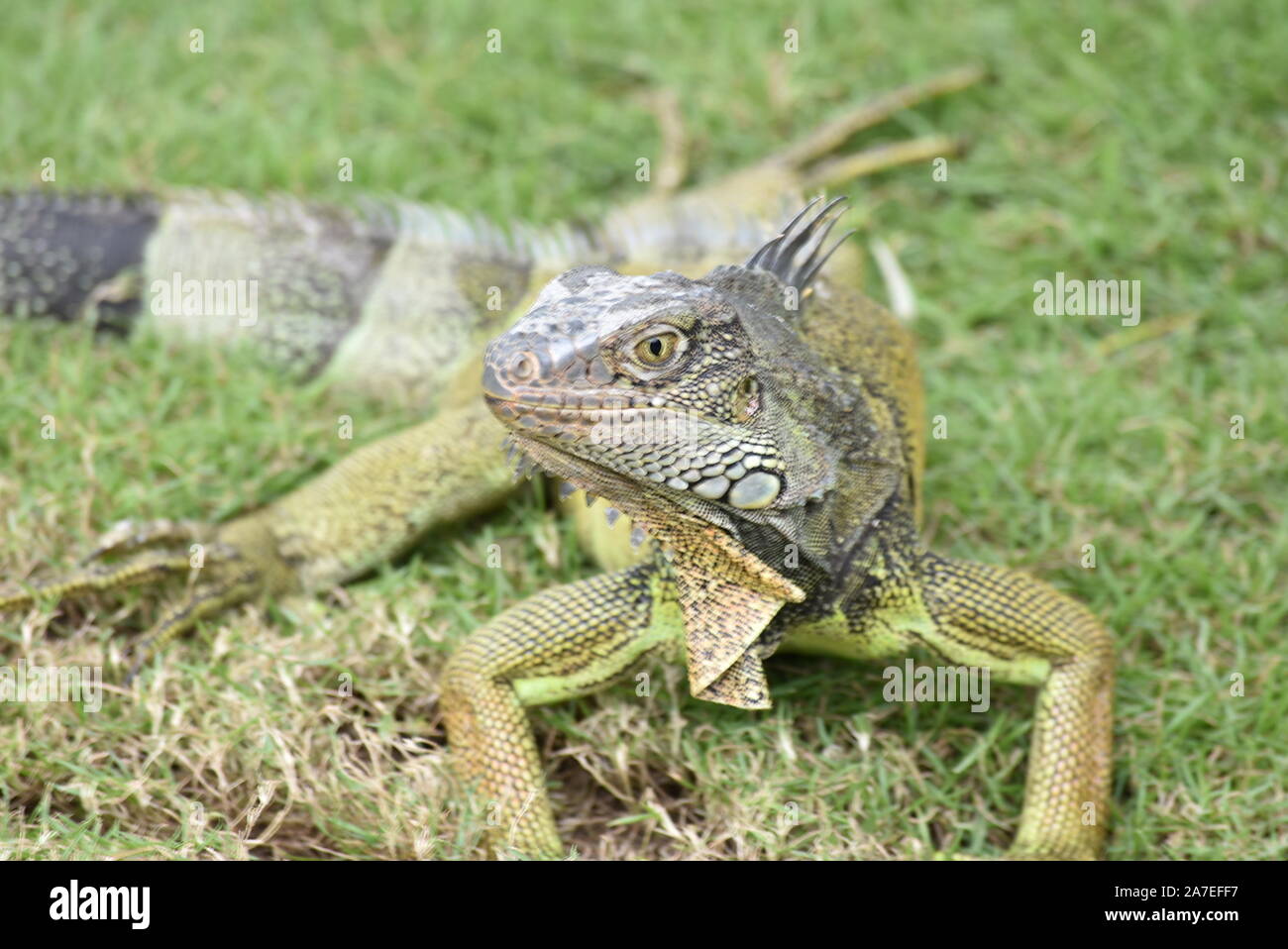 Iguana in the iguanas park in Guayaquil, Ecuador Stock Photo - Alamy