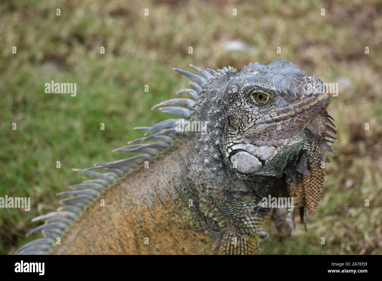 Iguana in the iguanas park in Guayaquil, Ecuador Stock Photo - Alamy