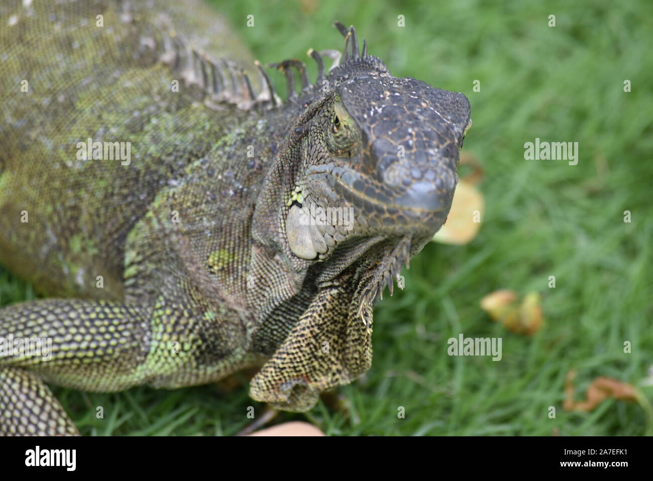 Iguana in the iguanas park in Guayaquil, Ecuador Stock Photo - Alamy