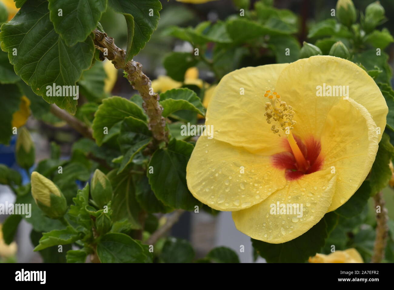 yellow hibiscus flower Stock Photo - Alamy