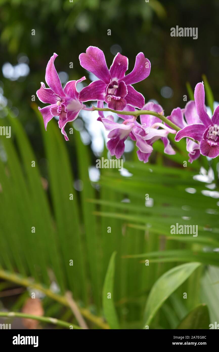 Bangkok orchids hi-res stock photography and images - Alamy