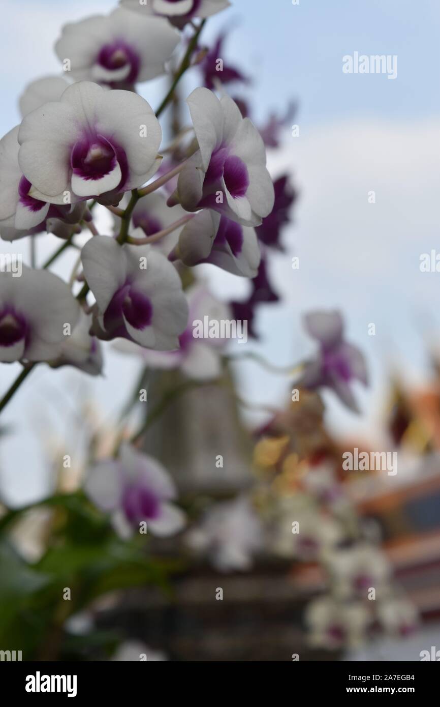 Orchids in Bangkok Stock Photo - Alamy